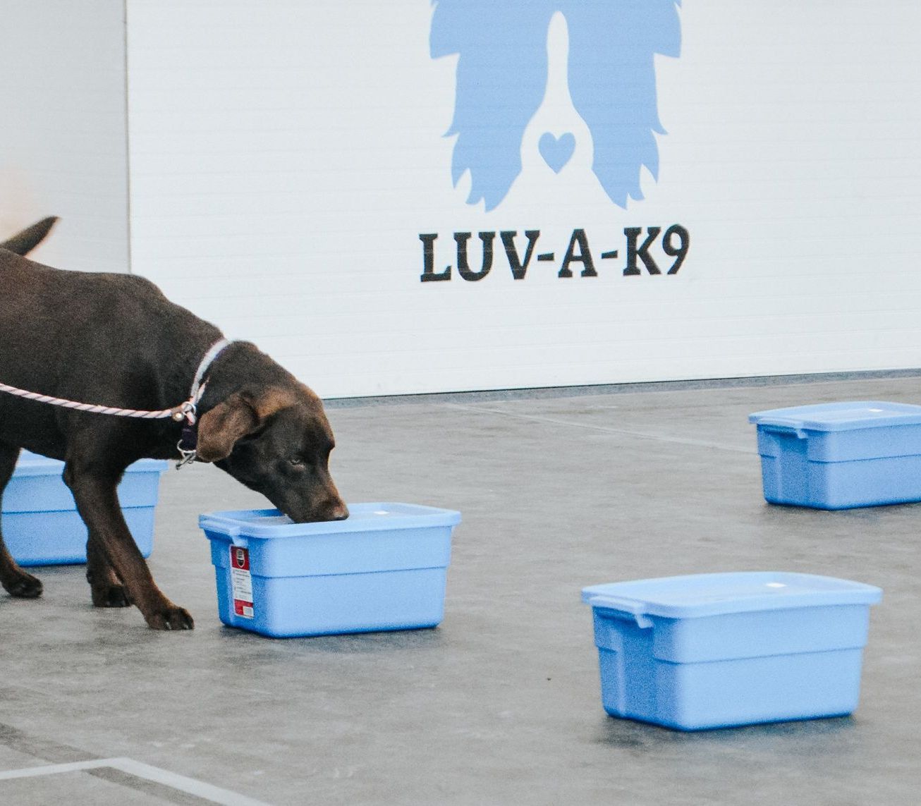 Scent Detection Courses at Luv-A-K9