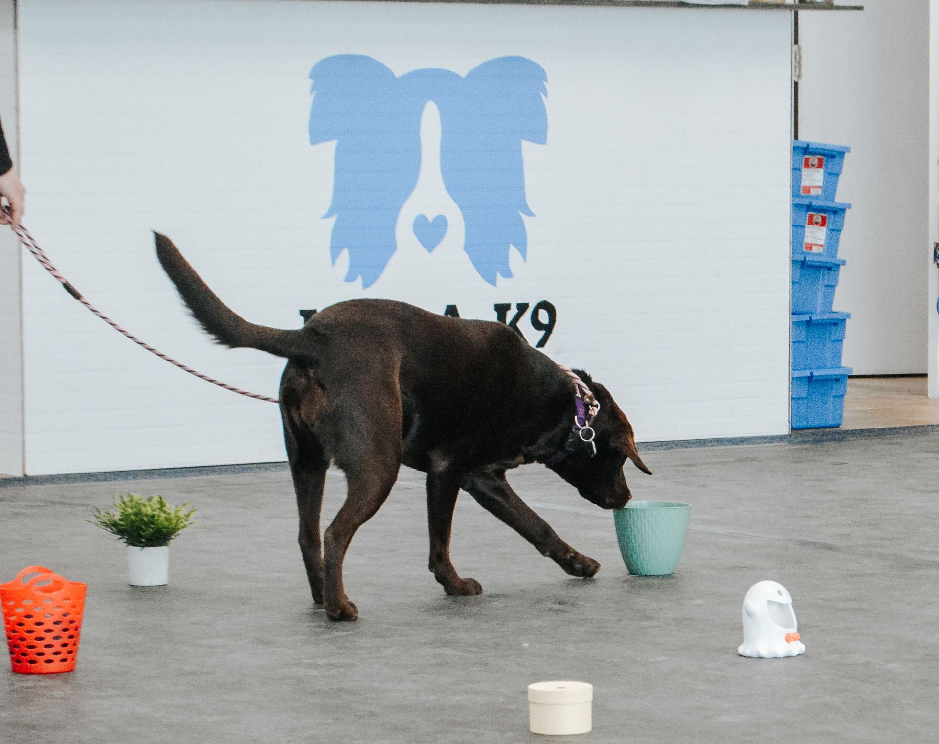 Scent Detection Courses at Luv-A-K9