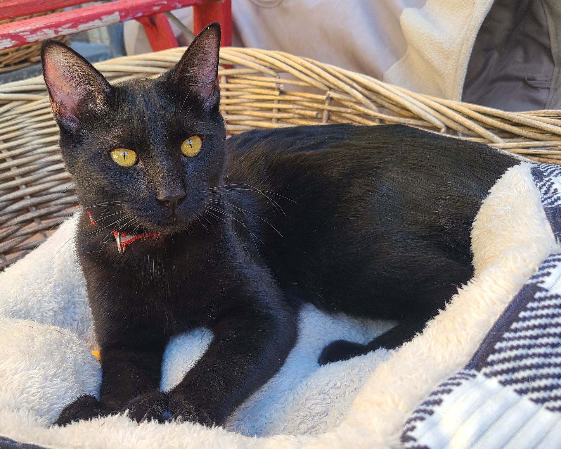 Adoptables | Desert Haven Animal Rescue | Williamsburg