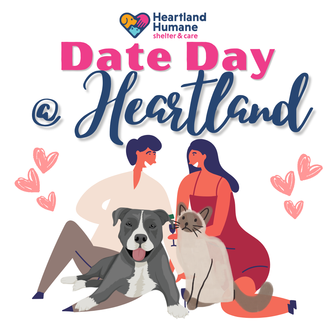 Volunteer or Foster with Heartland Humane Society
