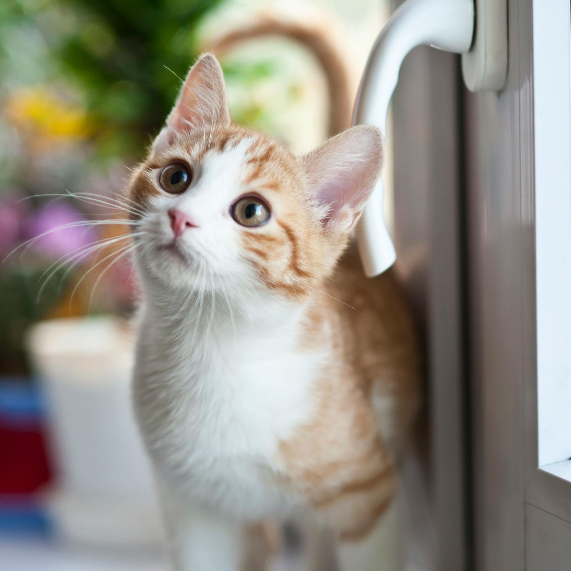 Heartland Humane Society | Compassionate Animal Care Since 1966