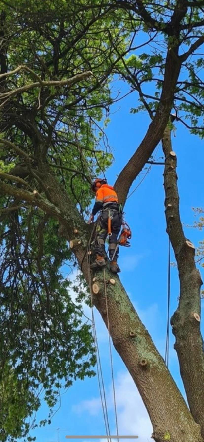 Our Gallery | Warragul, VIC | BSK Tree Services