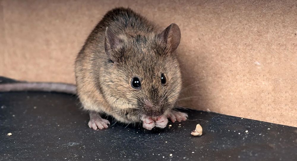 Rodent Control | Maverick Pest Management | CO