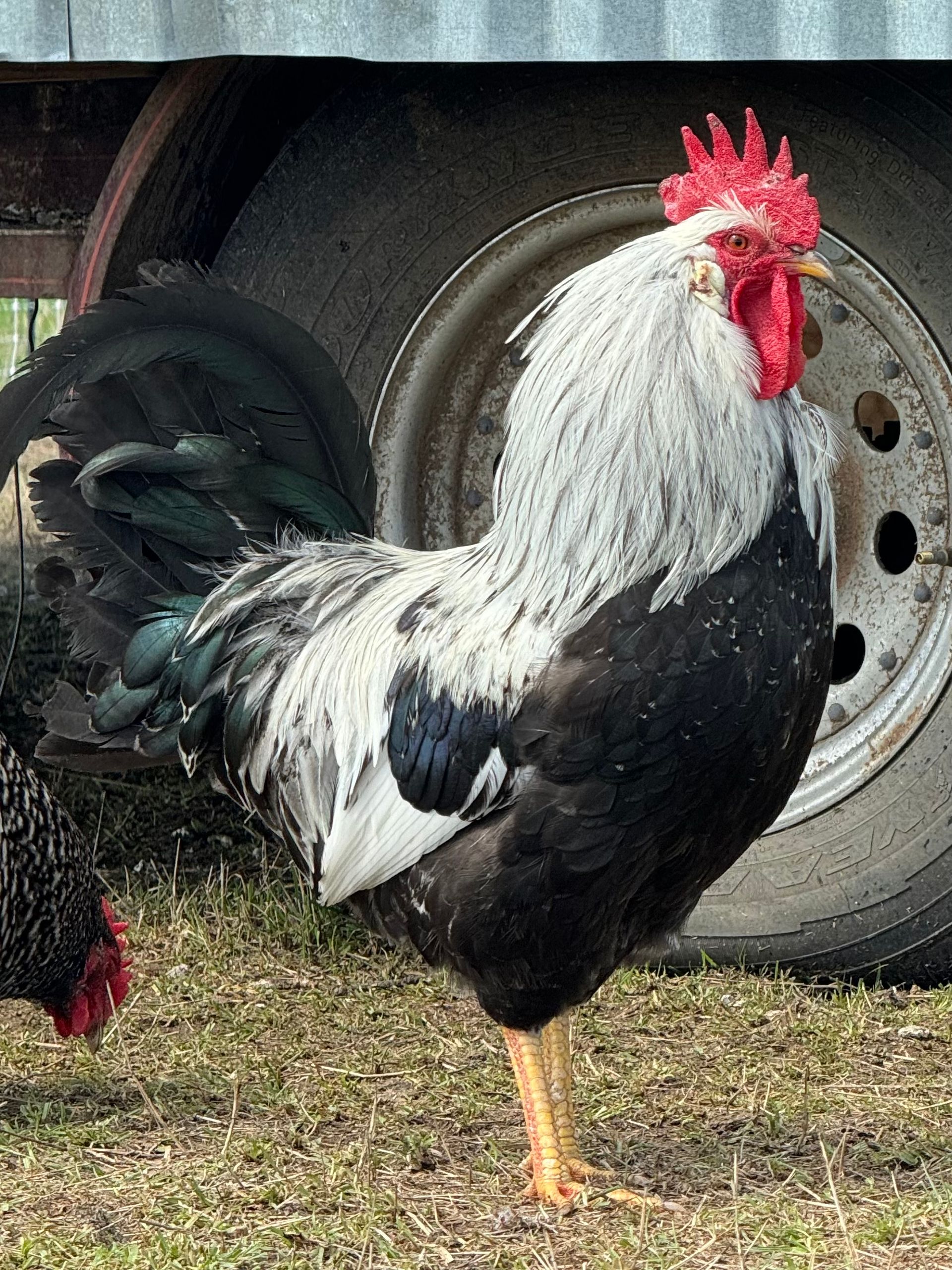 Fingerprint Farms | Regenerative Farming | Cleburne, TX