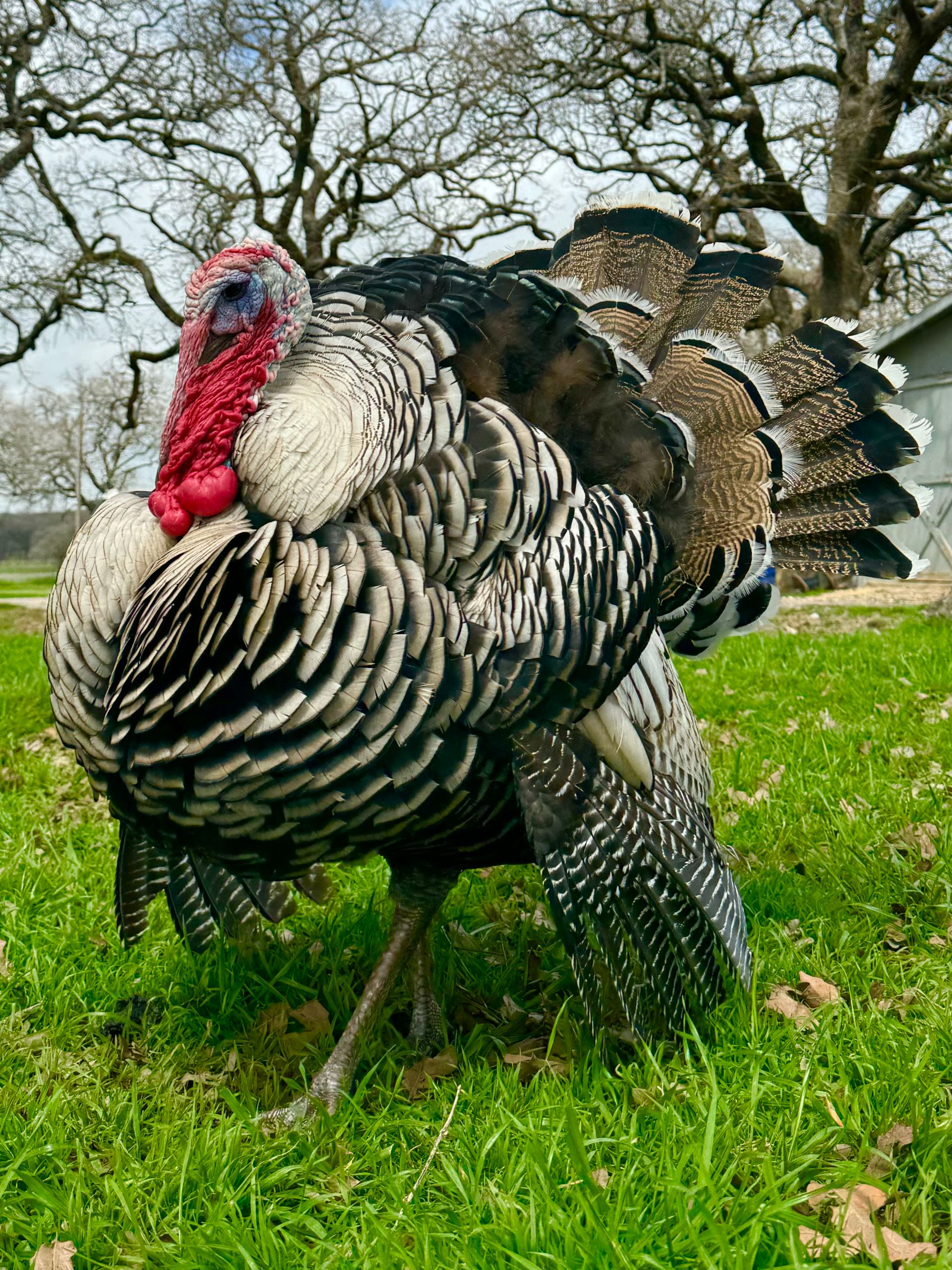 Fingerprint Farms | Regenerative Farming | Cleburne, TX