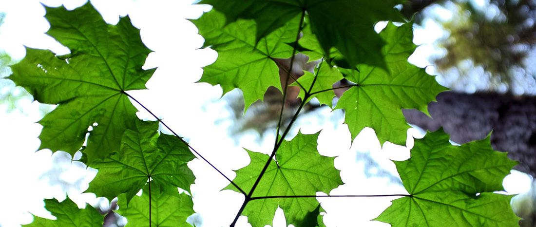 Maple Trees around Abbotsford, BC » Types, Care, and Benefits