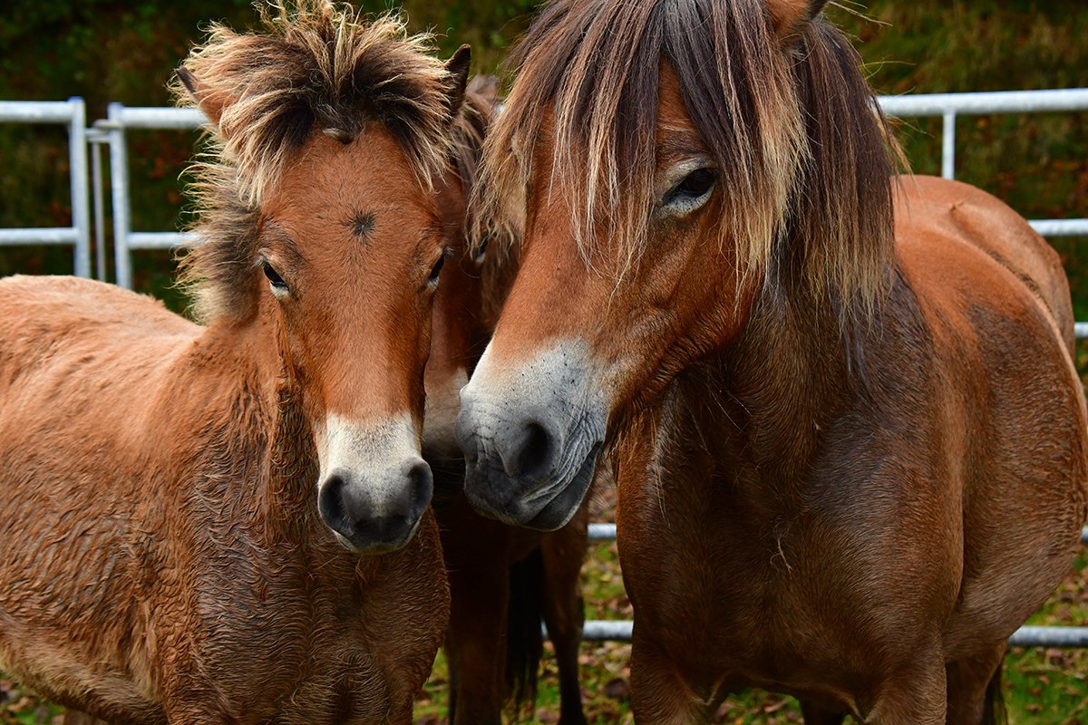 Exmoor Ponies For Sale