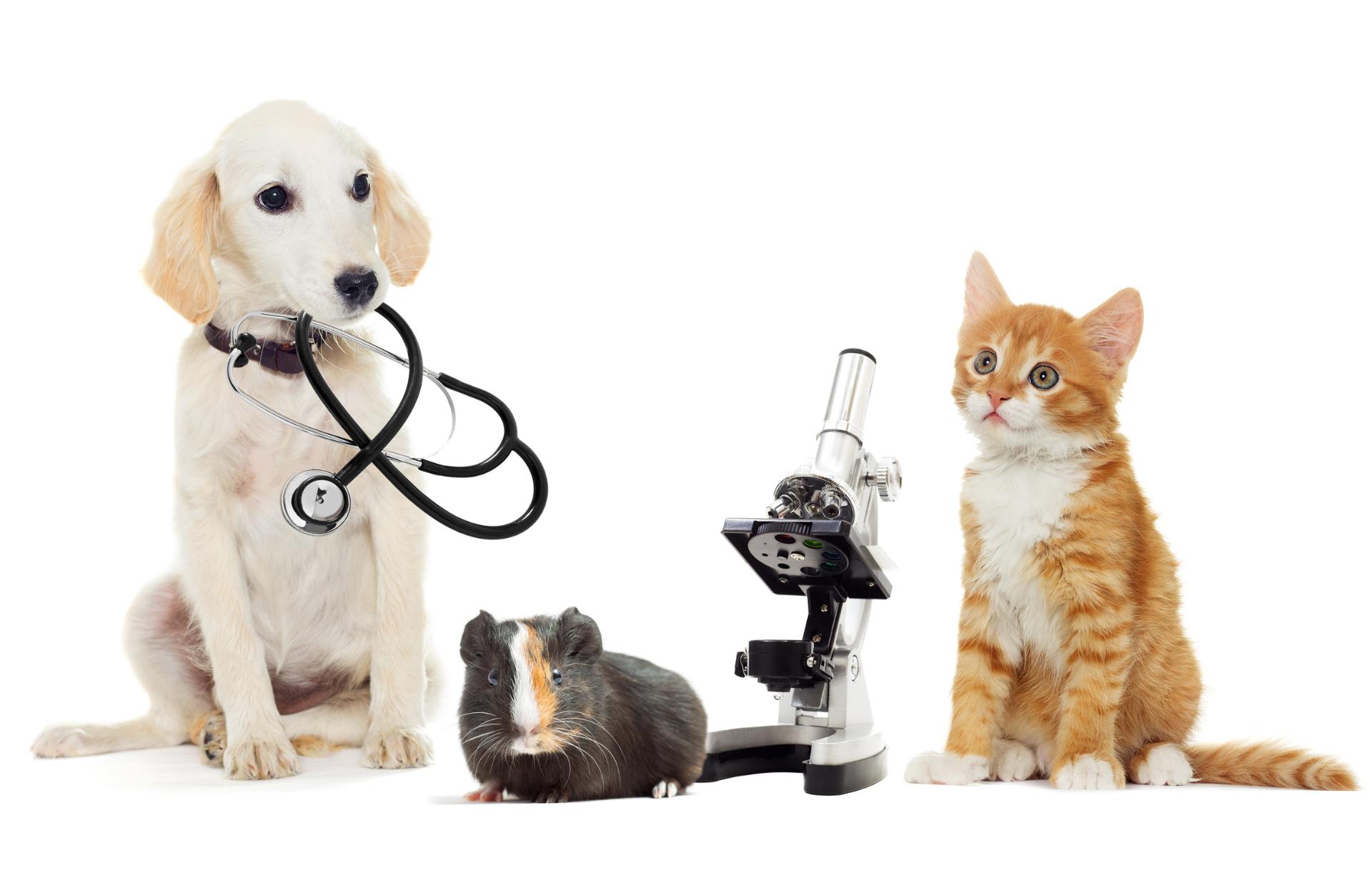 Woodmancote Vets Home Page