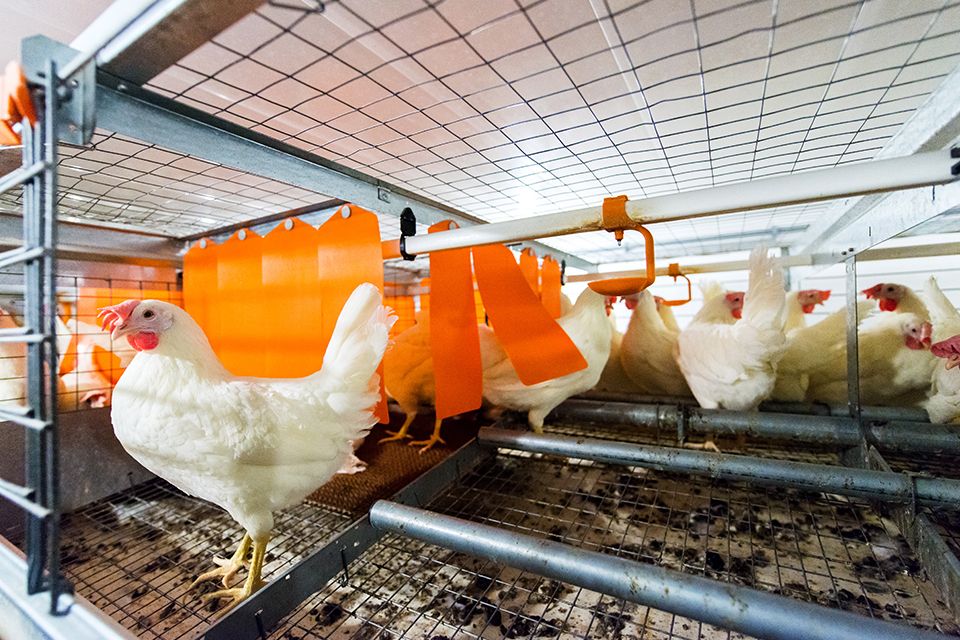 Poultry Management and Farming Best Practices