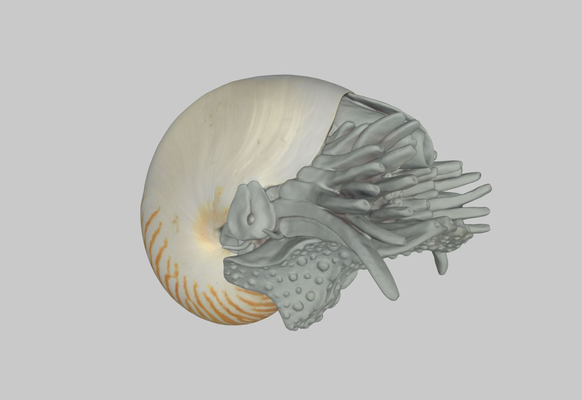 Mobile Scanning | Townsville, QLD | Setch Design