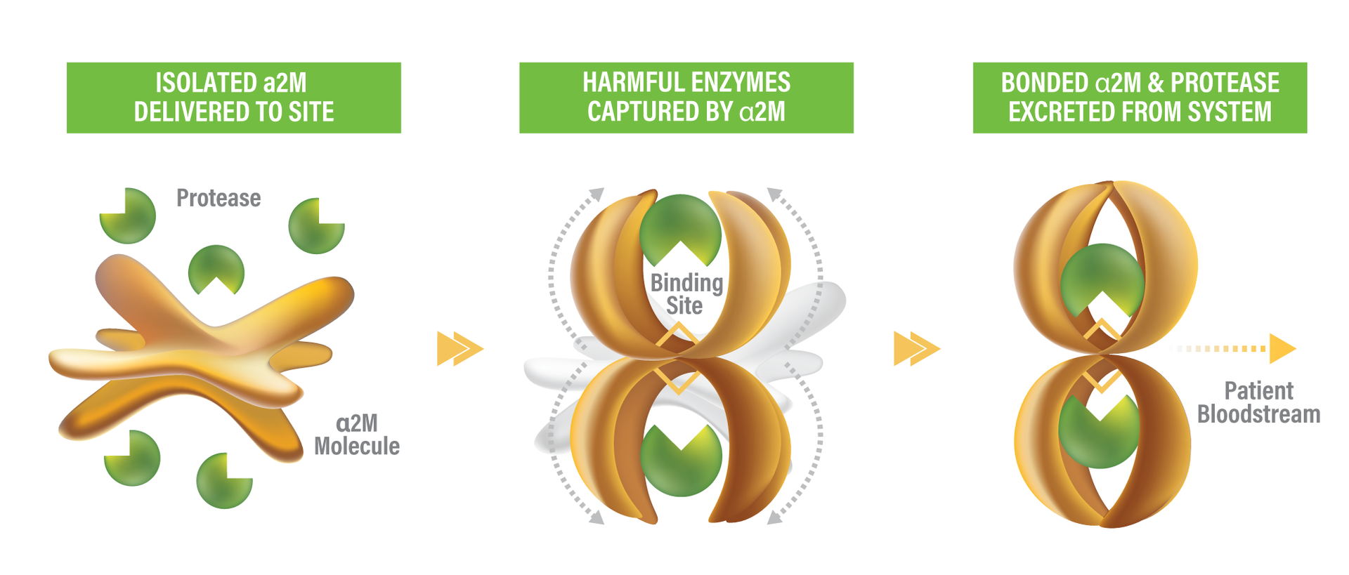 Alpha2EQ regenerative medicine for ostoarthristis and lameness