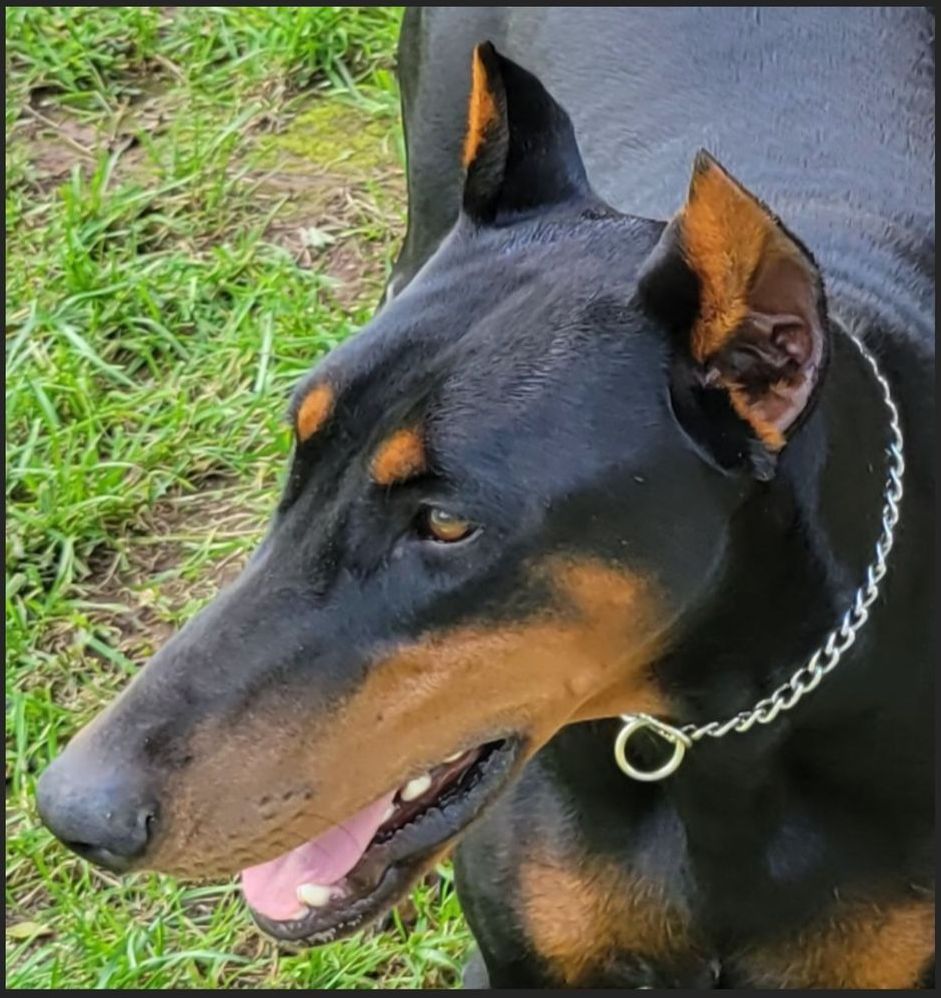 Dog Breeders in North Carolina | Puppies for sale in NC