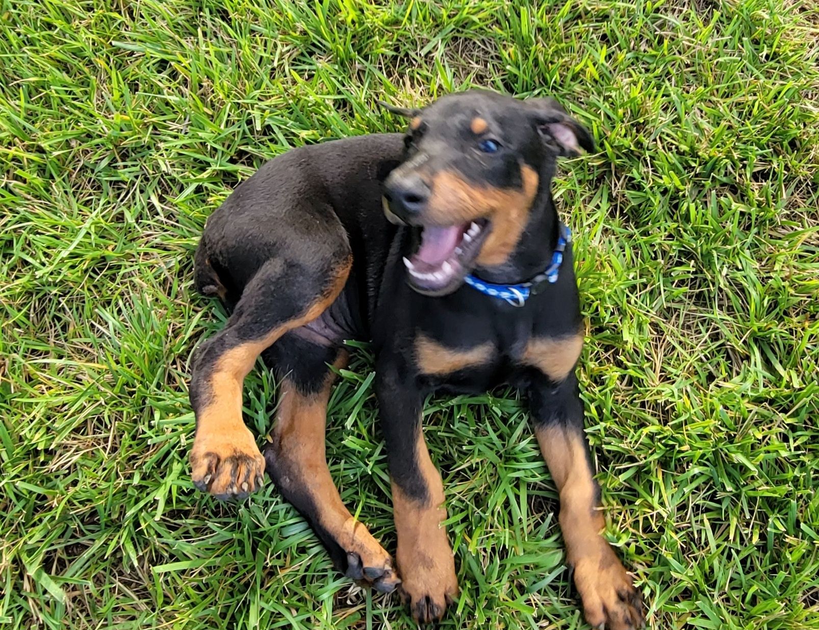 Dog Breeders in North Carolina | Dobermans NC