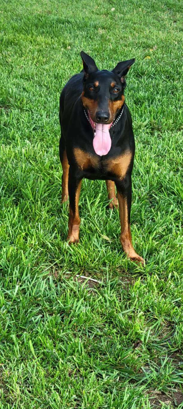 Dog Breeders in North Carolina | Dobermans NC