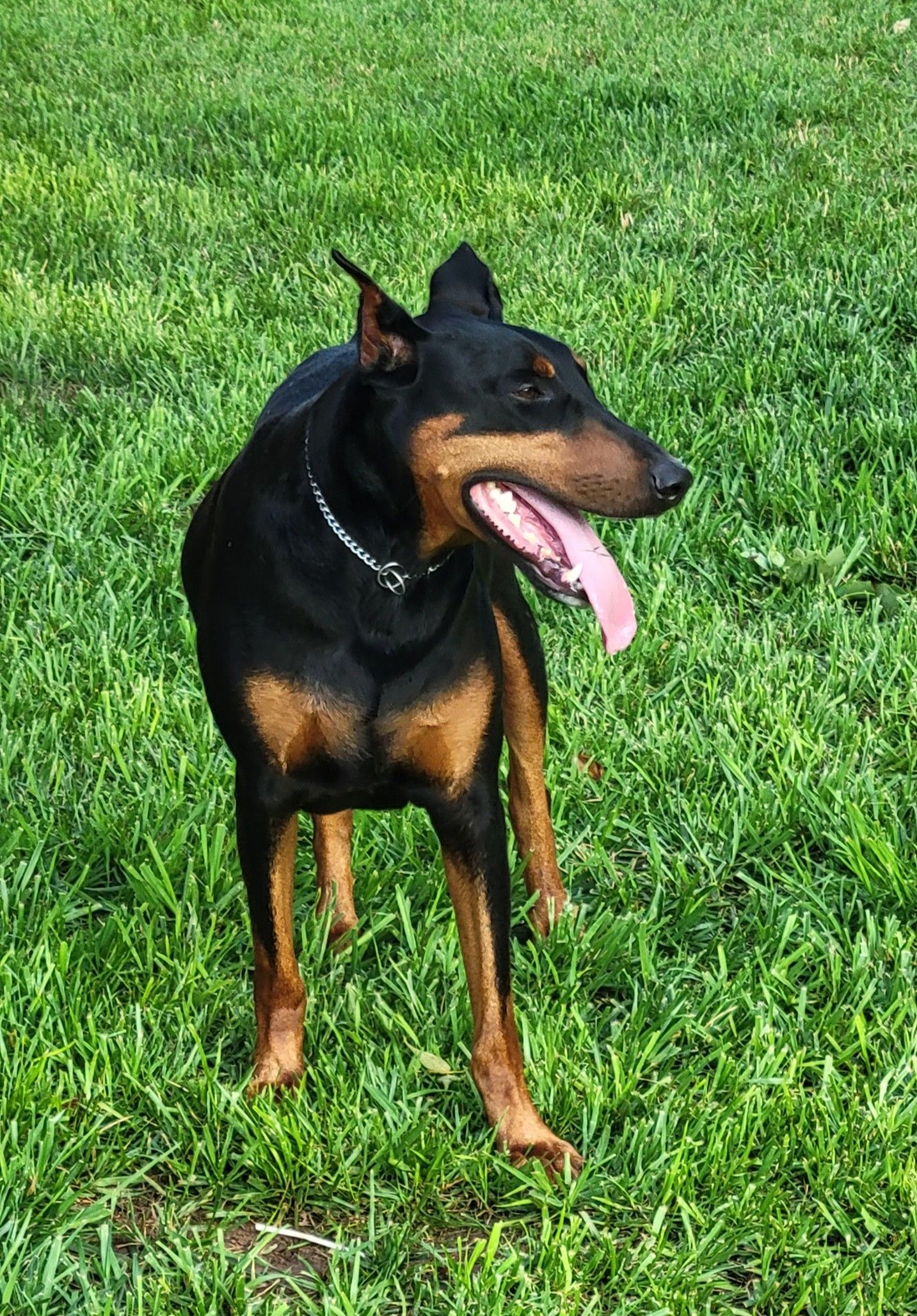 Dog Breeders in North Carolina | Dobermans NC