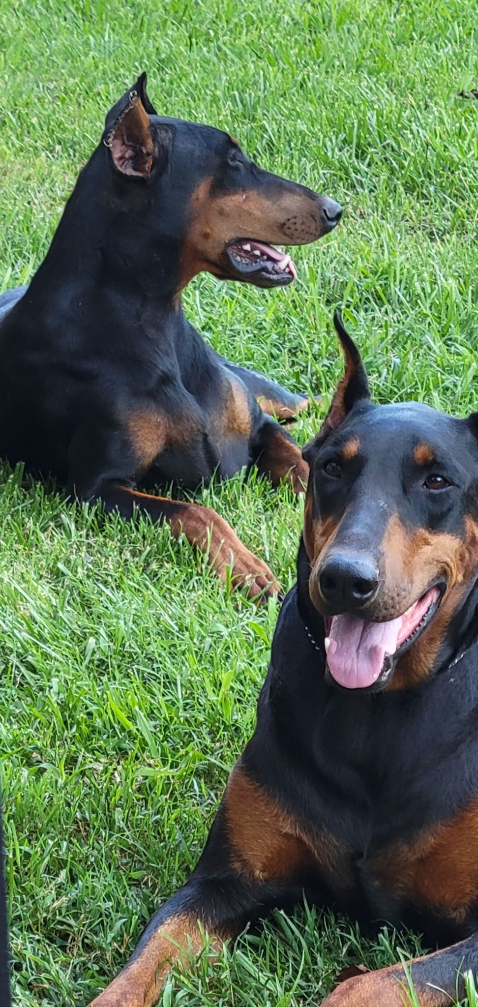 Dog Breeders in North Carolina | Dobermans NC