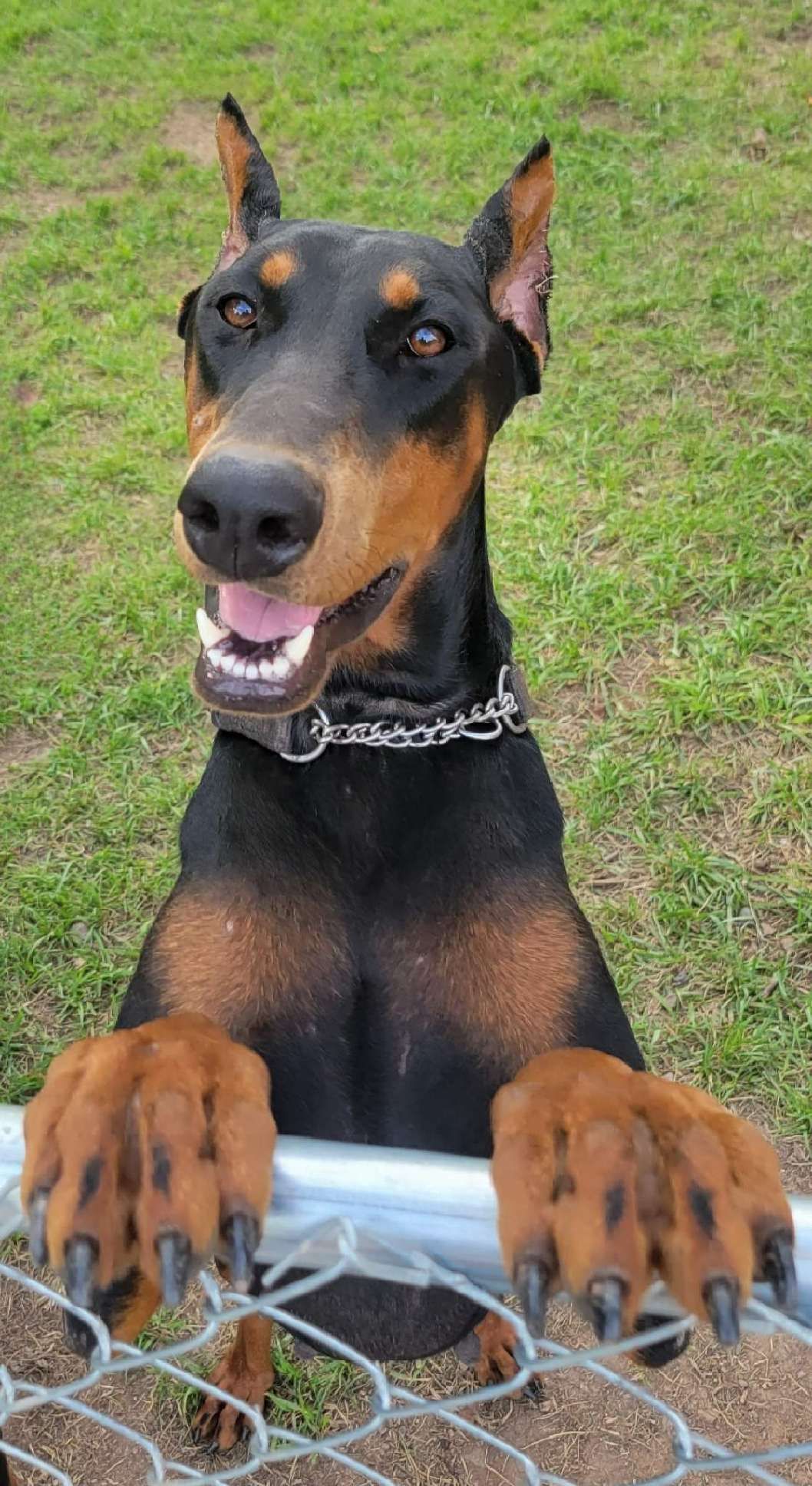 Dog Breeders in North Carolina | Dobermans NC