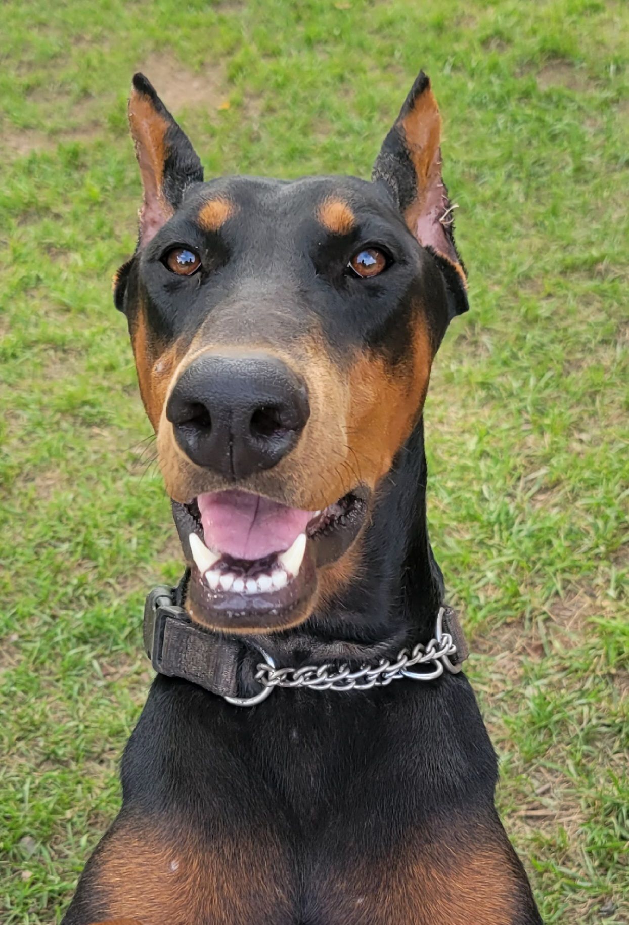 Dog Breeders in North Carolina | Dobermans NC