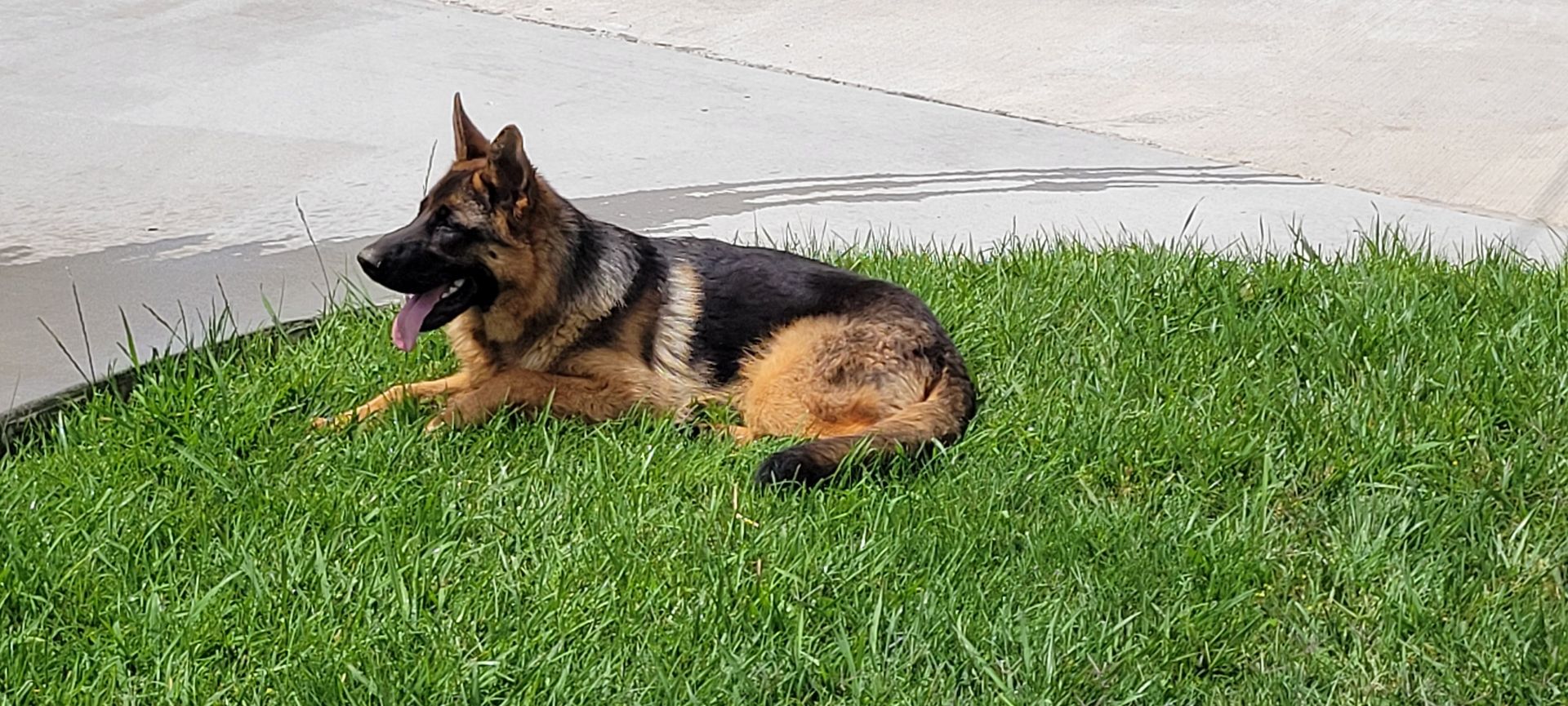 Dog Breeders in North Carolina | Dobermans NC