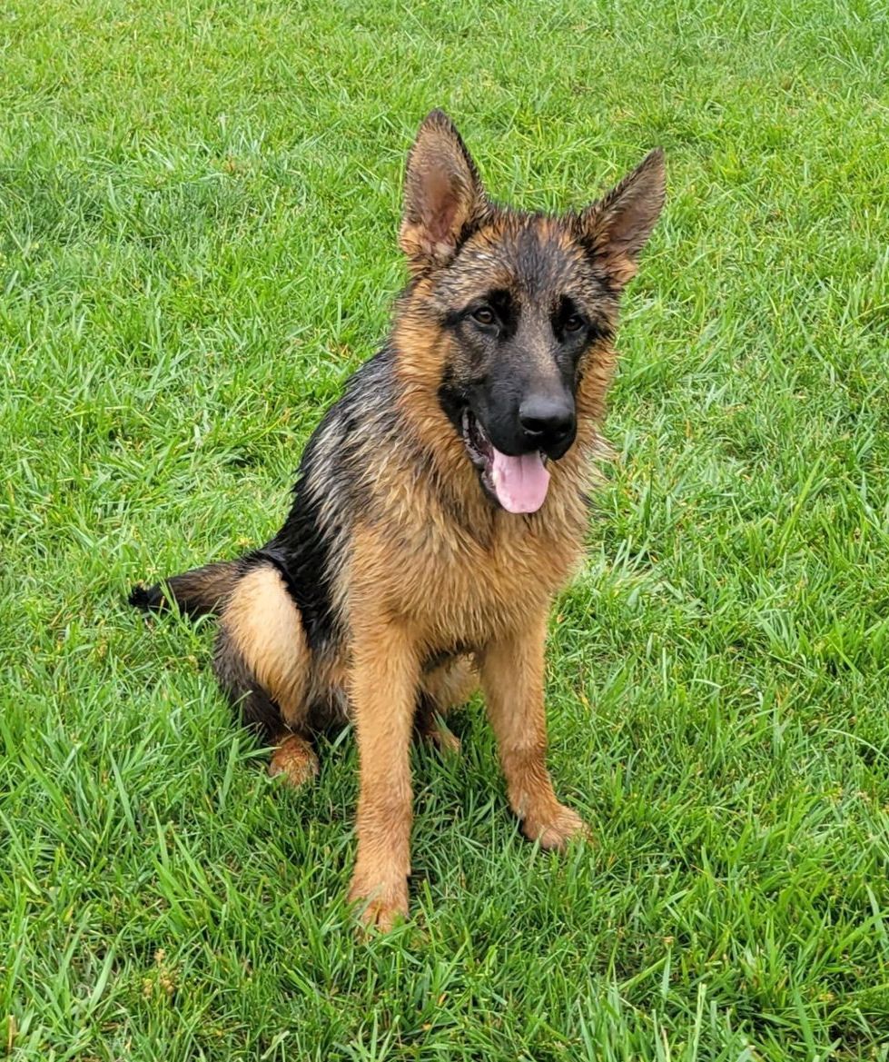 Dog Breeders in North Carolina | Puppies for sale in NC