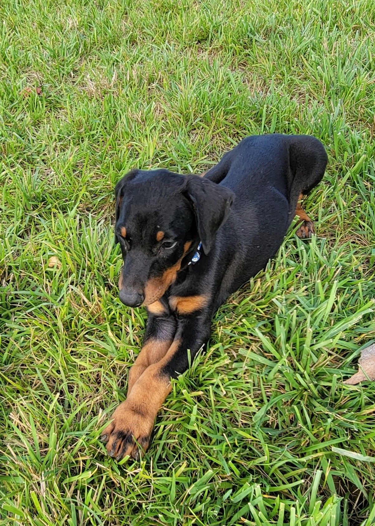 Dog Breeders in North Carolina | Dobermans NC