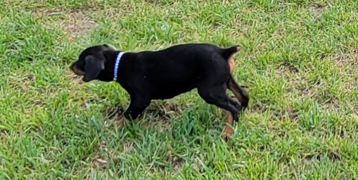 Dog Breeders in North Carolina | Dobermans NC