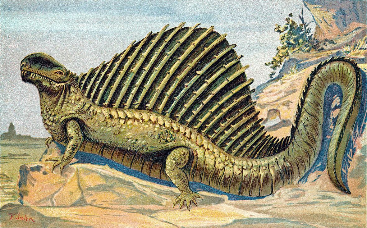 Pfalzmuseum für Naturkunde Bad Dürkheim online