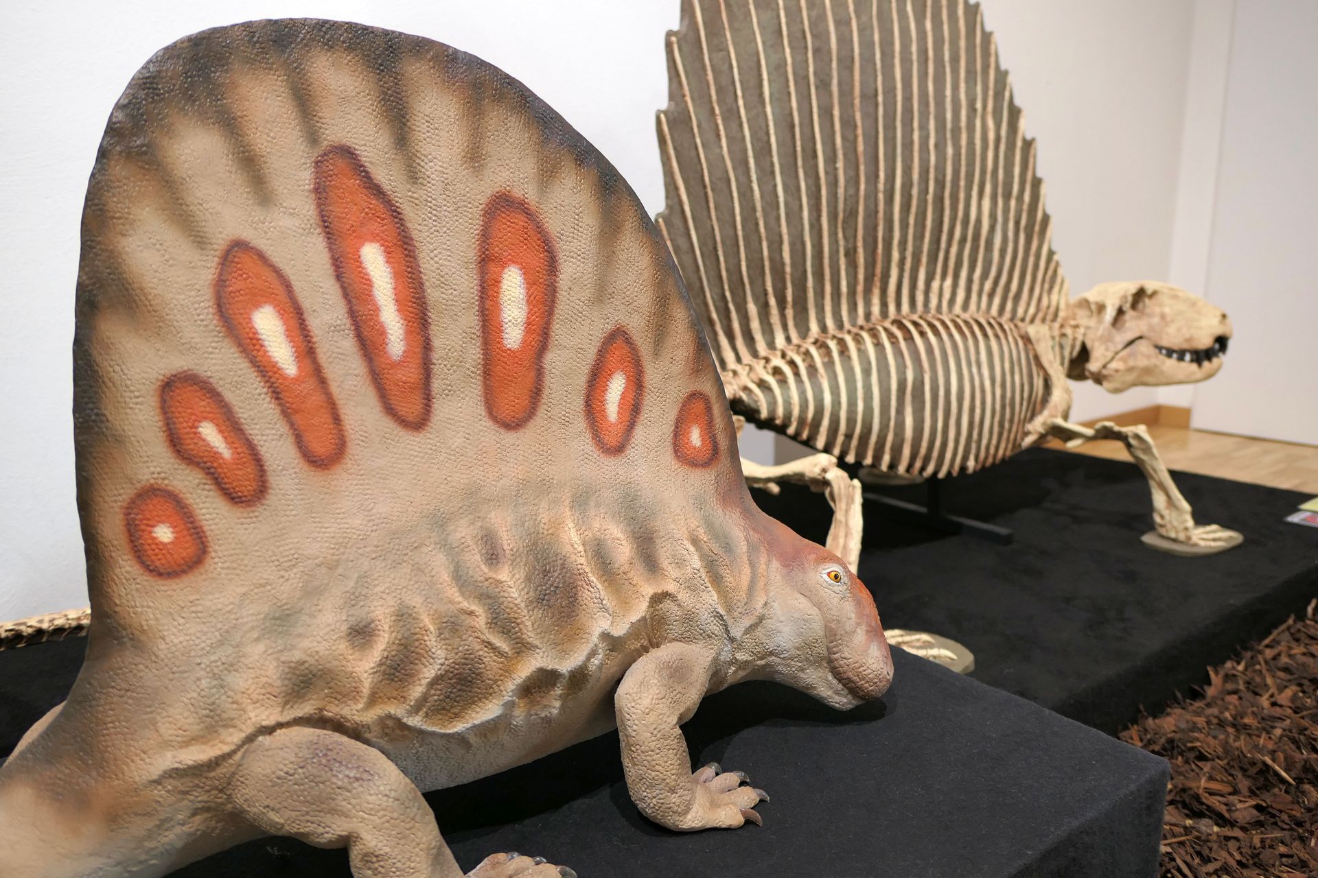 Pfalzmuseum für Naturkunde Bad Dürkheim online