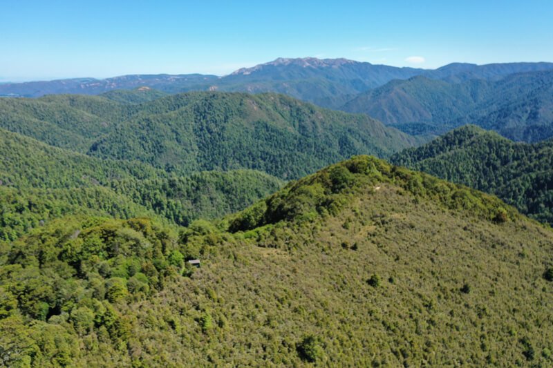 Heli Hunting NZ - Te Matai Maunge Private Block - Ahimanawa