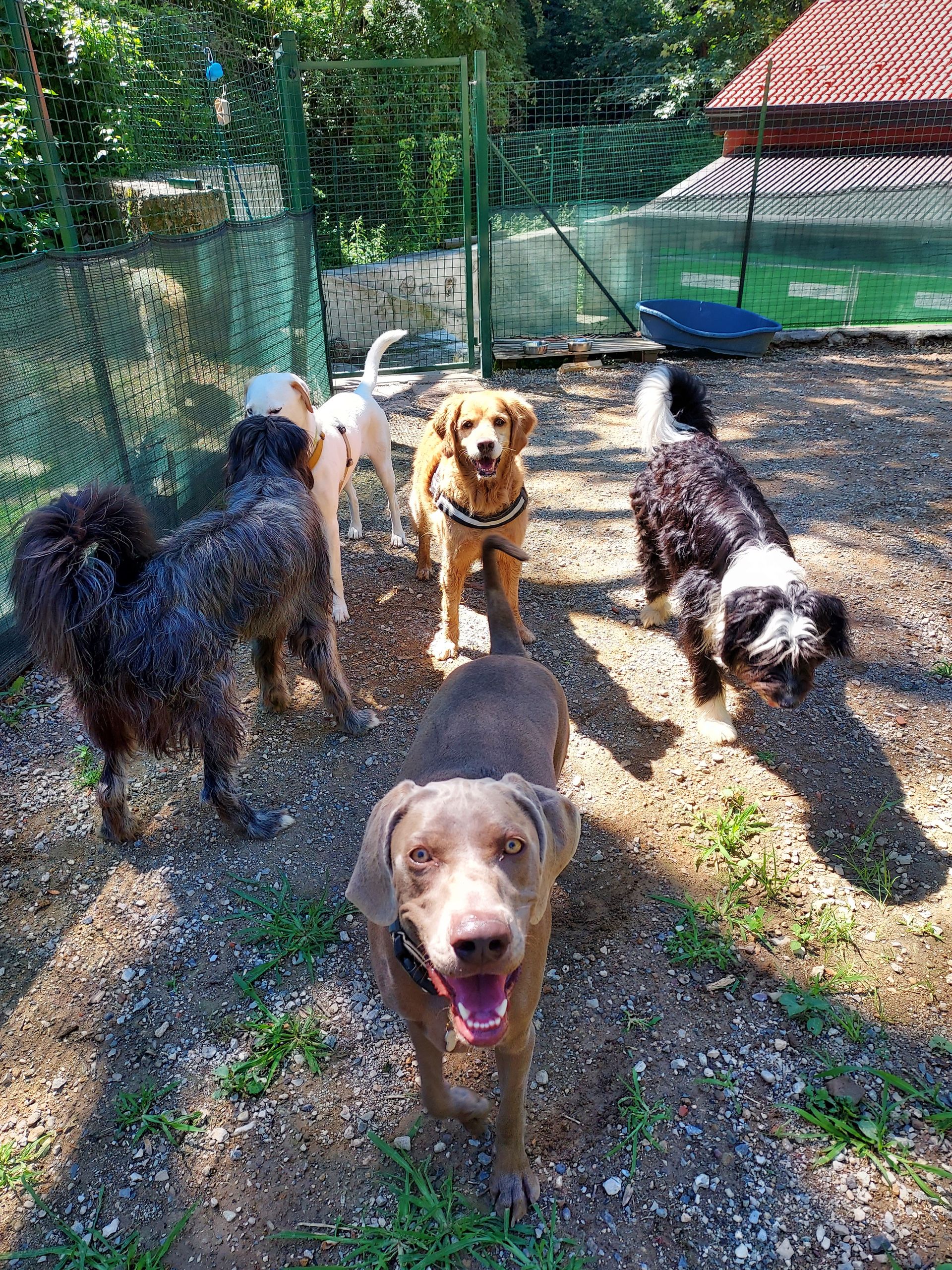 Pensione per cani a Lecco | La Cà di Can