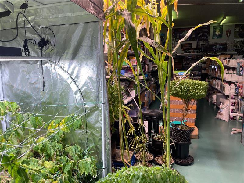 Hydroponics in Cairns | Cairns Hydroponics