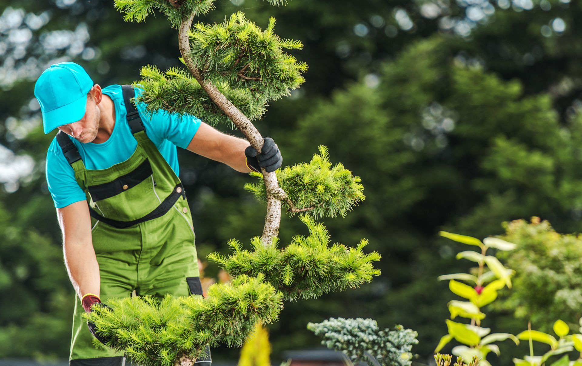 Professional Tree Planting: How Experts Ensure Strong Growth