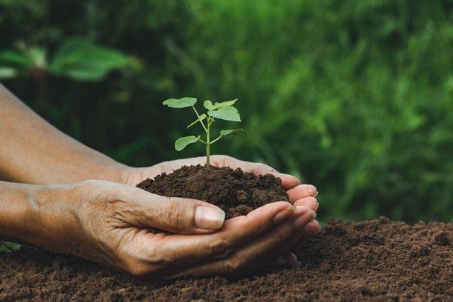 Tree Care in Uncasville, CT | Lamb Family Tree Care LLC