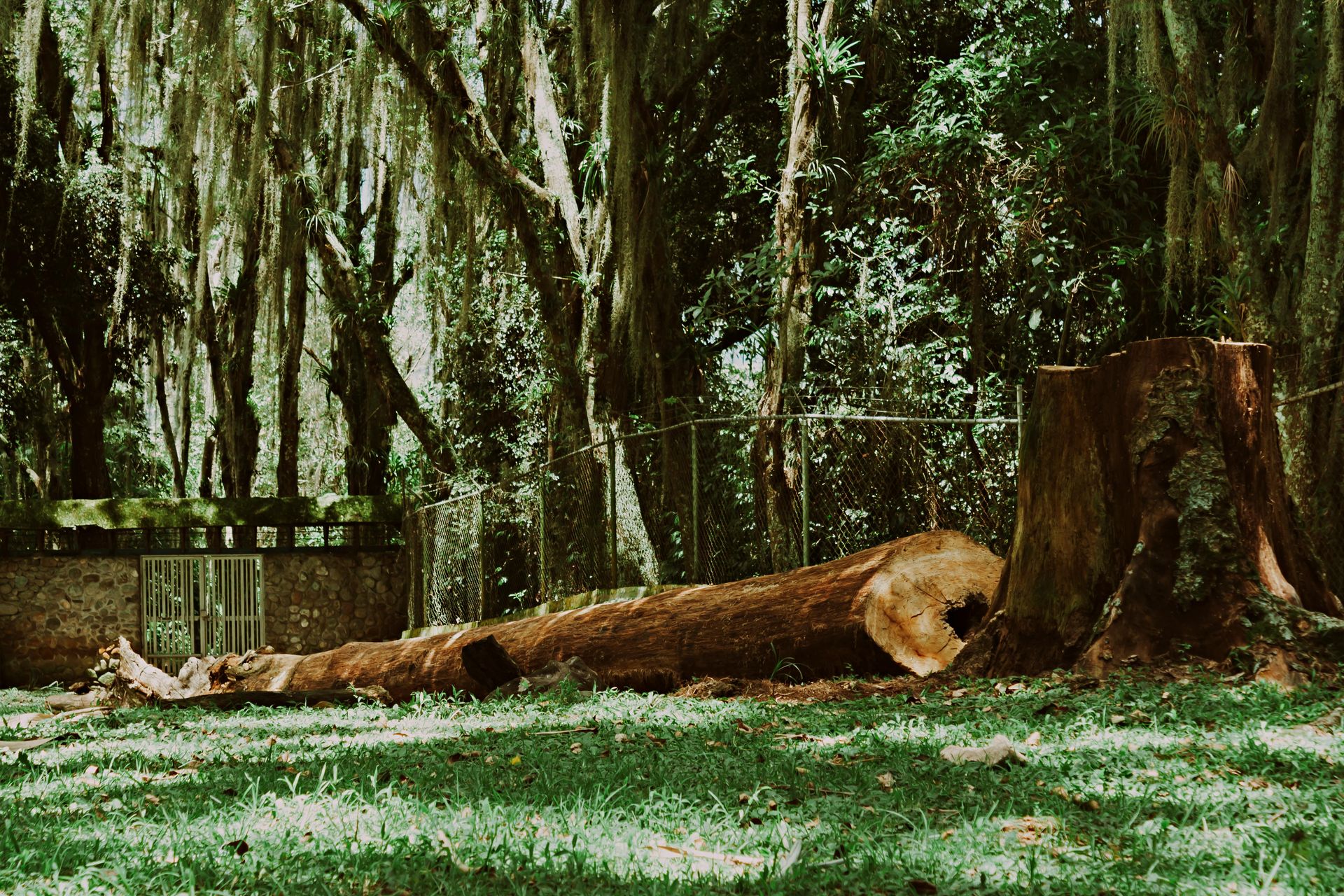 When is it Necessary to Remove a Tree? Signs You Can't Ignore