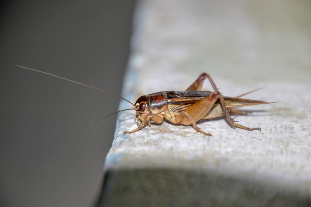 Pest Control & Termite Inspection Pimpama | All Pest Solutions