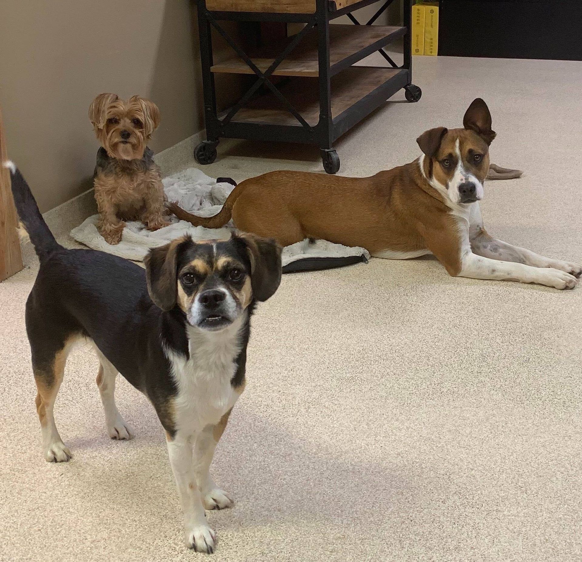 Groomed Dogs Gallery | St. Peters, MO | Dapper Dog Pet