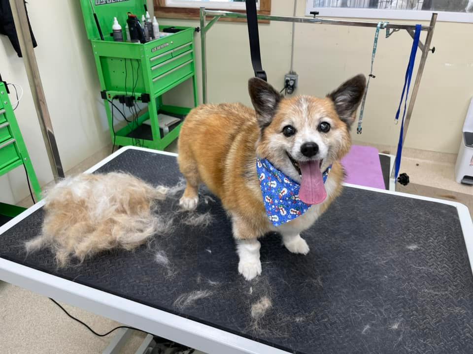 Pet Groomer | St. Peters, MO | Dapper Dog Pet Grooming