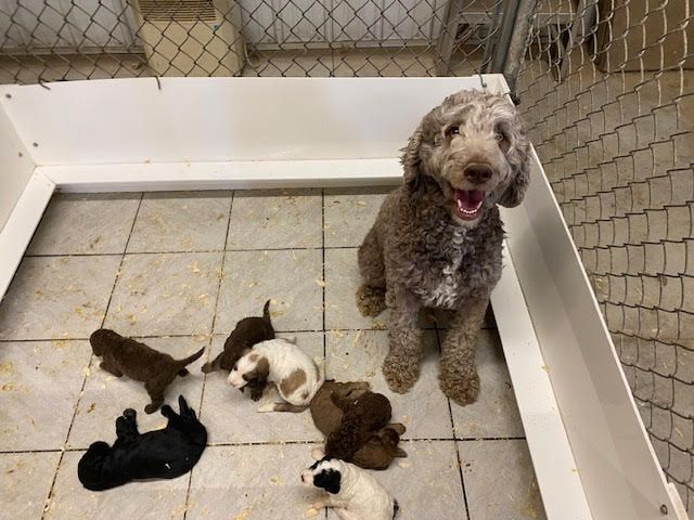 Labradoodle Puppies for Adoption | The Lab Lodge
