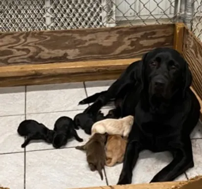 Award Winning Labrador Breeders | The Lab Lodge