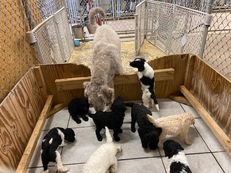 Award Winning Labrador Breeders | The Lab Lodge