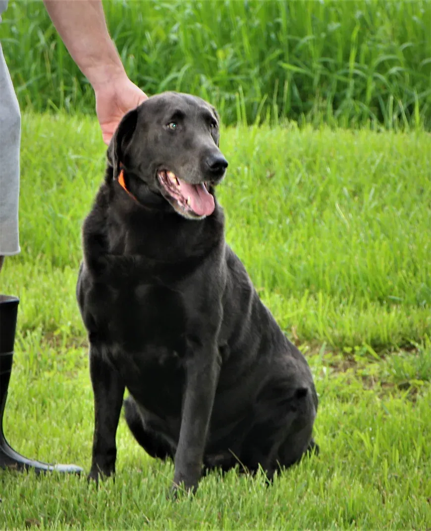 Labrador Puppies for Adoption - The Lab Lodge
