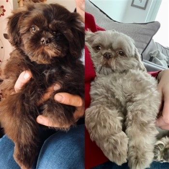 Liver Colored Shih Tzu Dogs | Facts and Photos