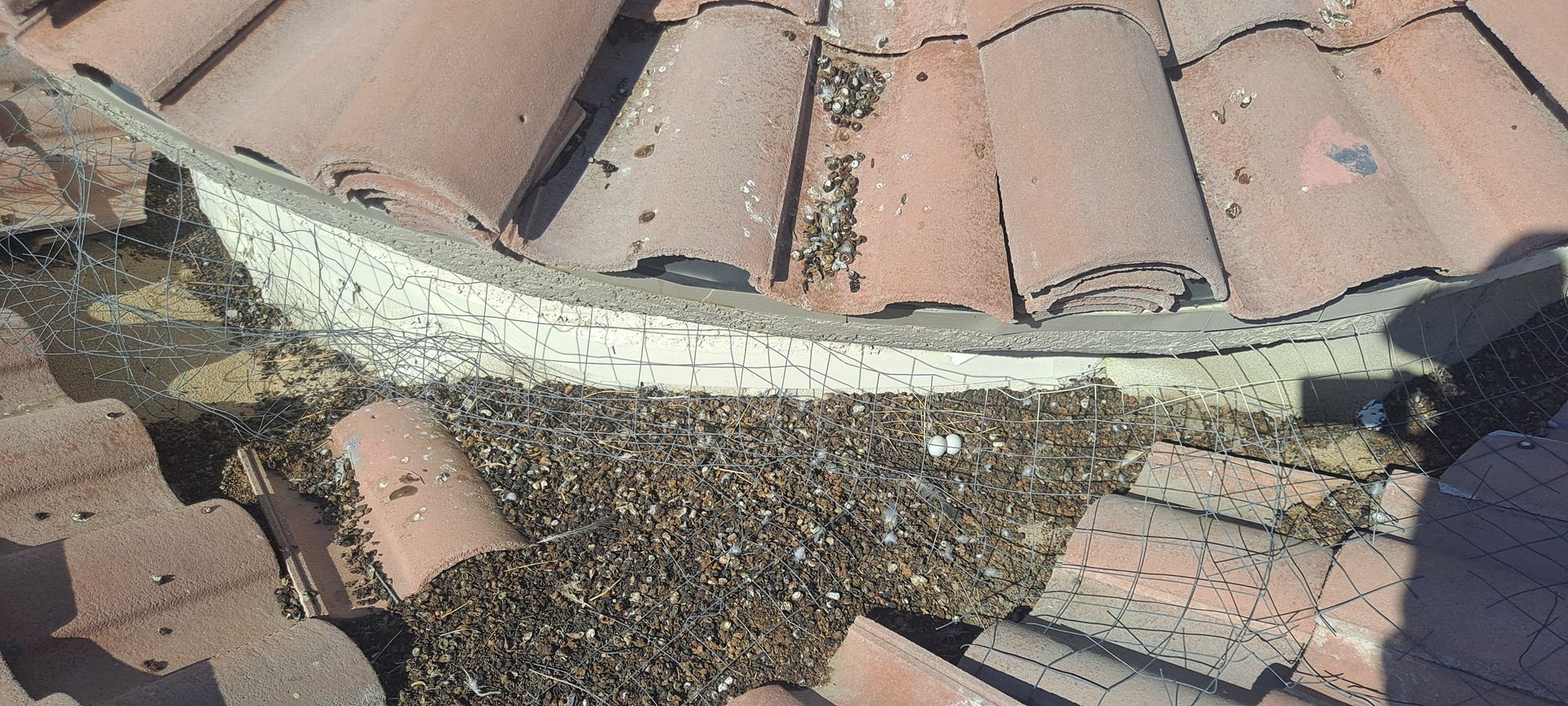 Pigeon Prevention: 11 Tips for a Pigeon-Free Home