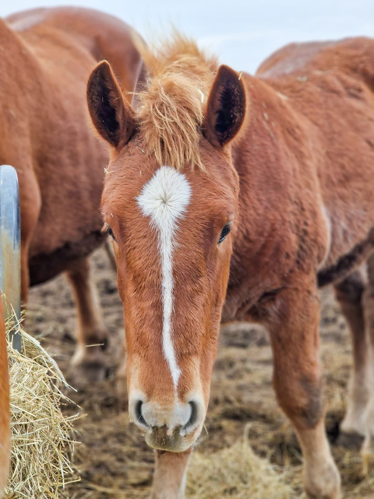 Picture Gallery | The Suffolk Punch Trust