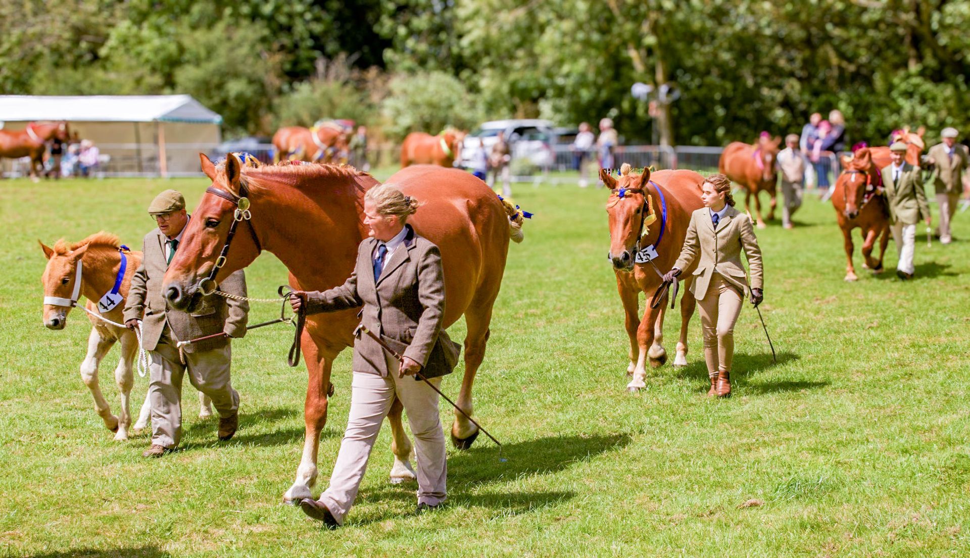 Picture Gallery | The Suffolk Punch Trust