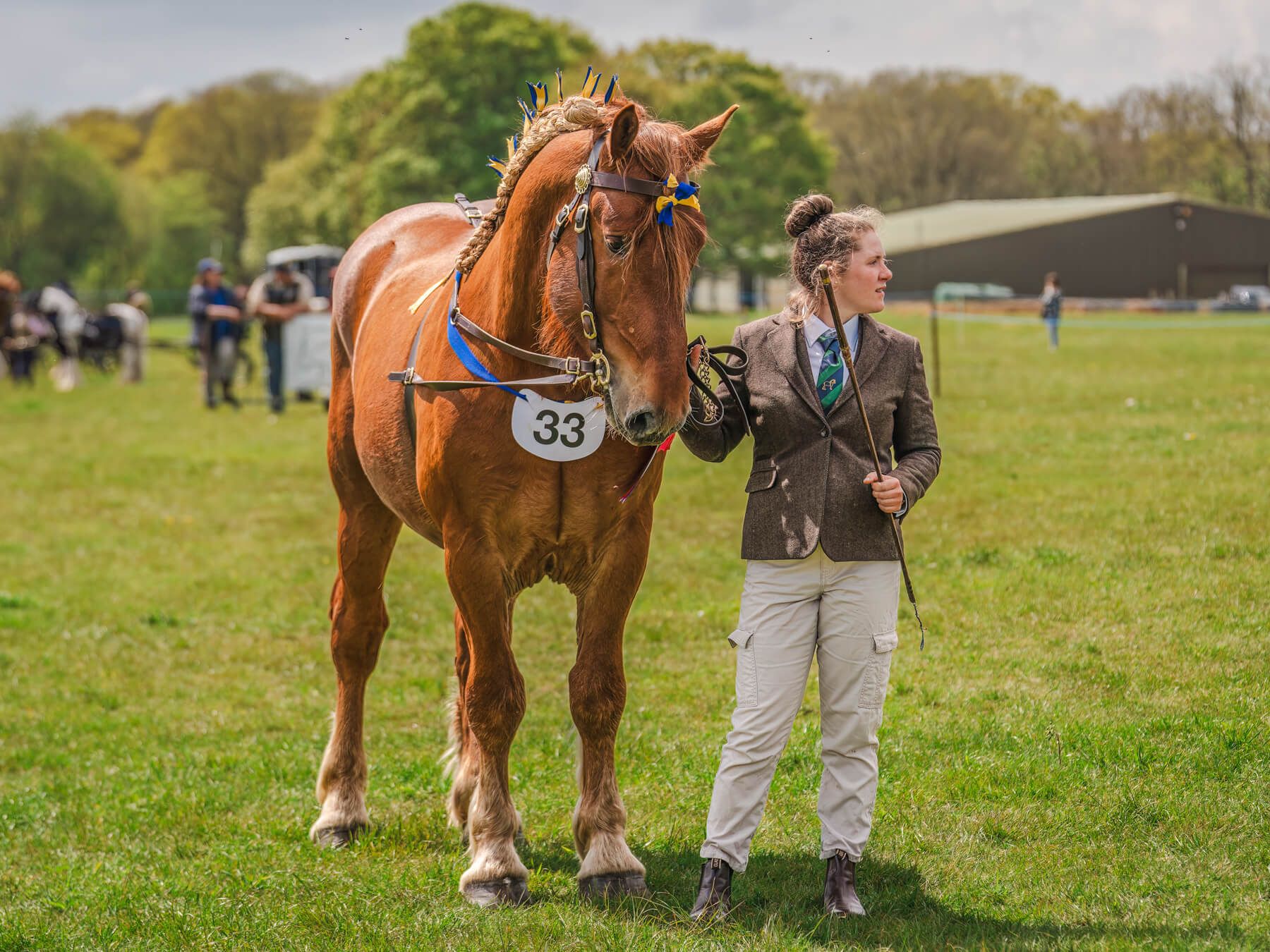 Picture Gallery | The Suffolk Punch Trust