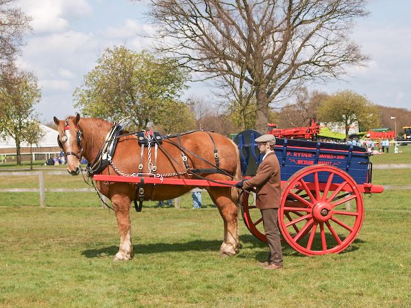 Picture Gallery | The Suffolk Punch Trust