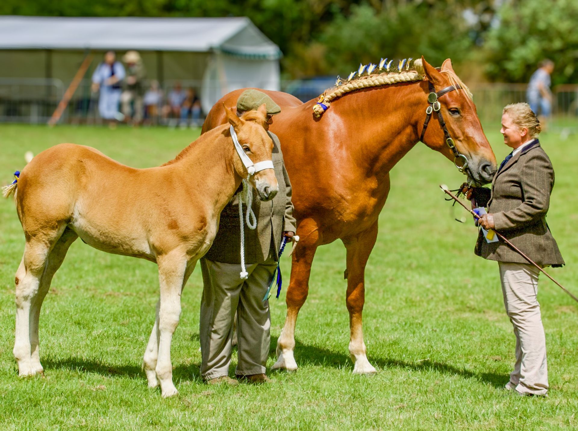 Picture Gallery | The Suffolk Punch Trust