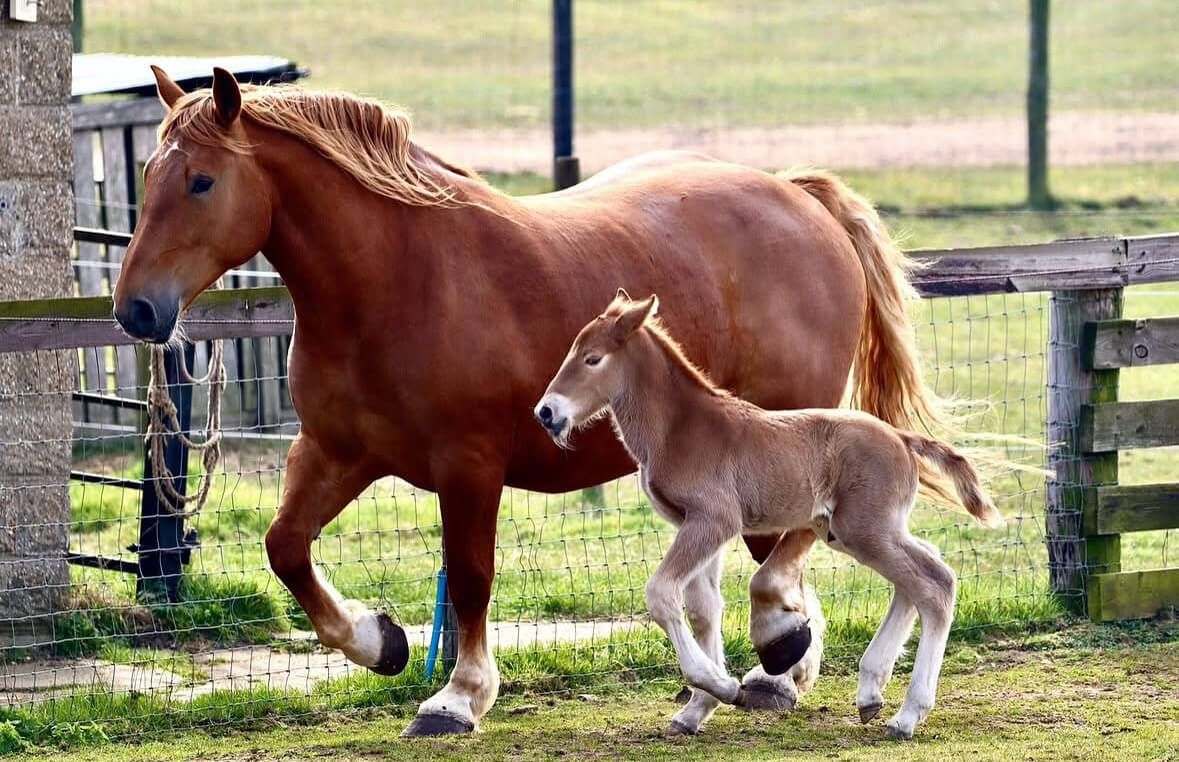 A New Foal is Born - Colony Leonard