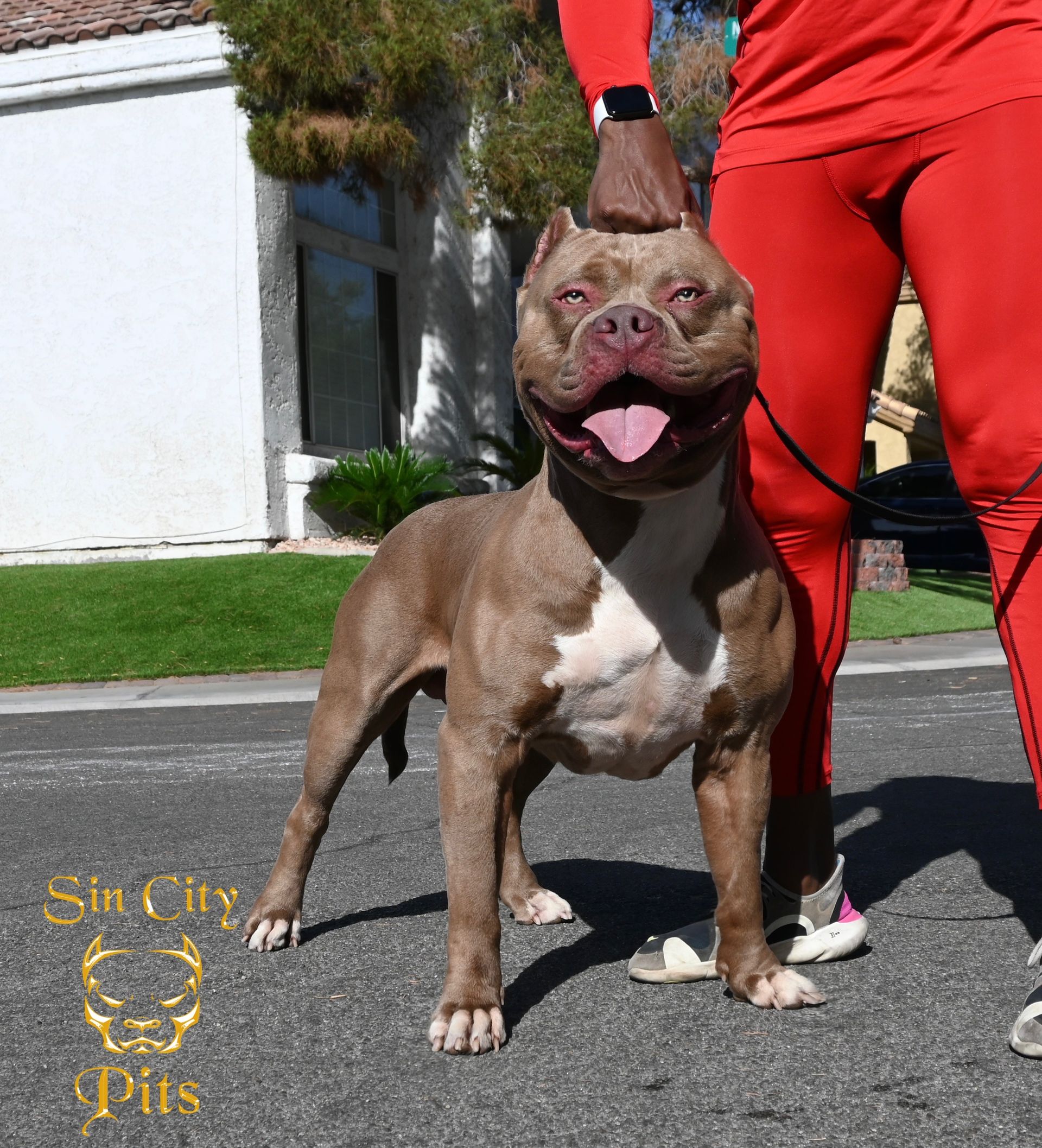 American Terrier Productions | Sin City Pits